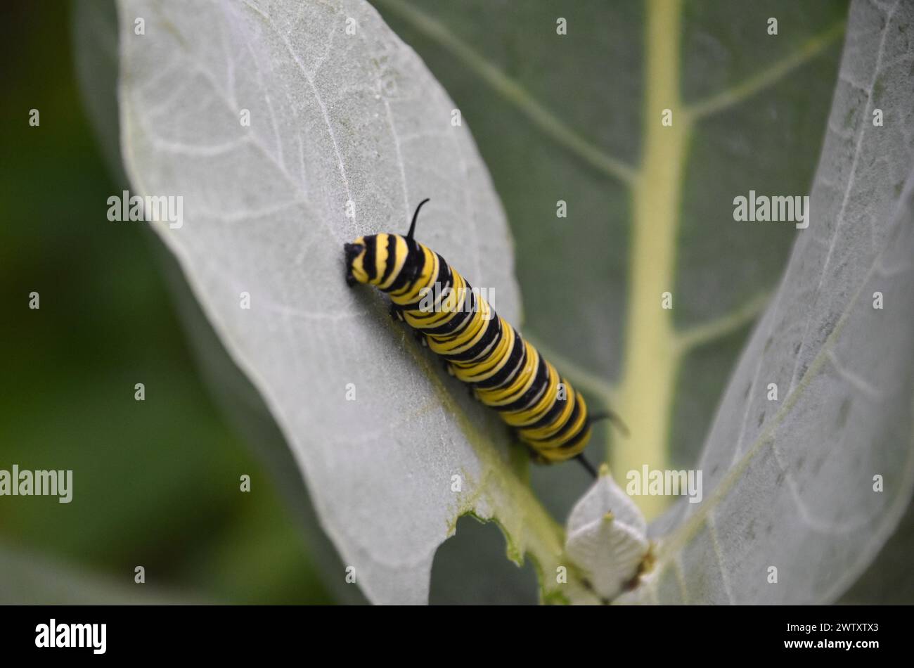 Milkweed leaf with a colorful striped monarch caterpillar crawling ...
