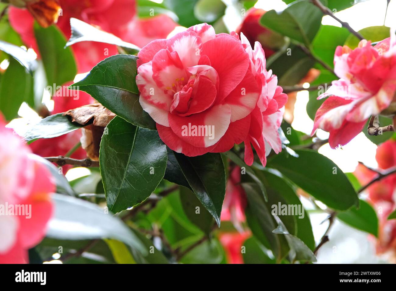 Red and white semi double variegated Camellia japonica 'Mercury ...