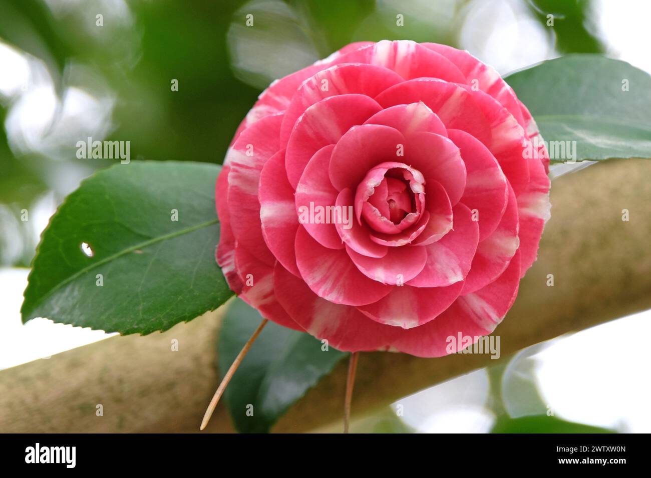 Pink and white semi double variegated Camellia japonica 'Sarah Frost ...
