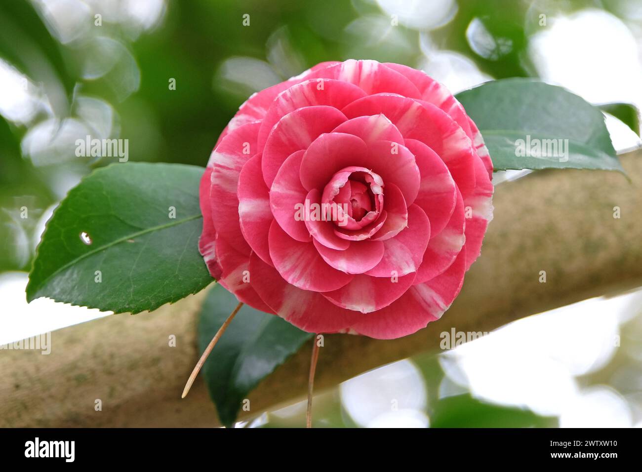 Mercury variegated hi-res stock photography and images - Alamy