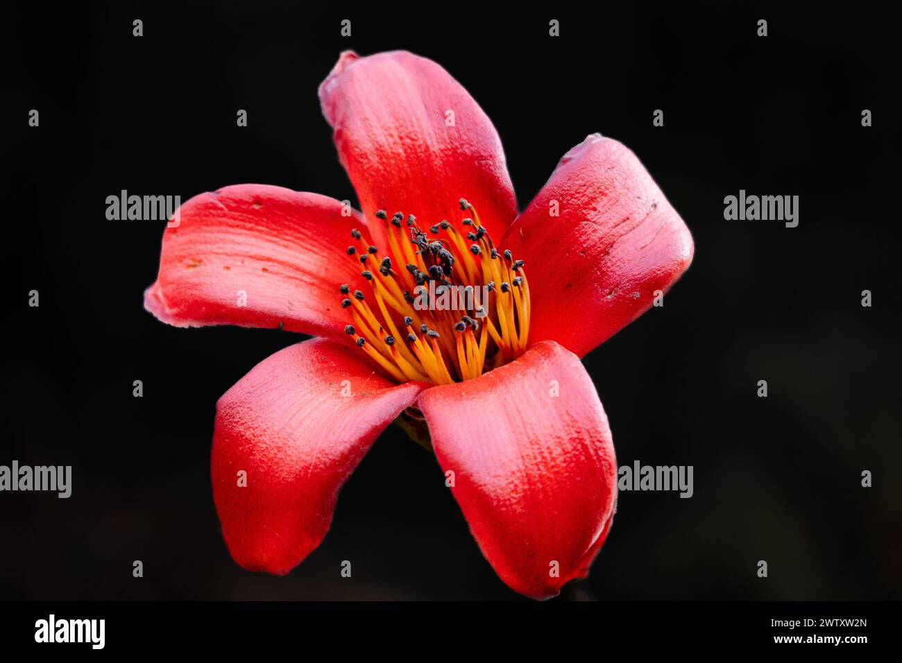Kapok flower hi-res stock photography and images - Alamy