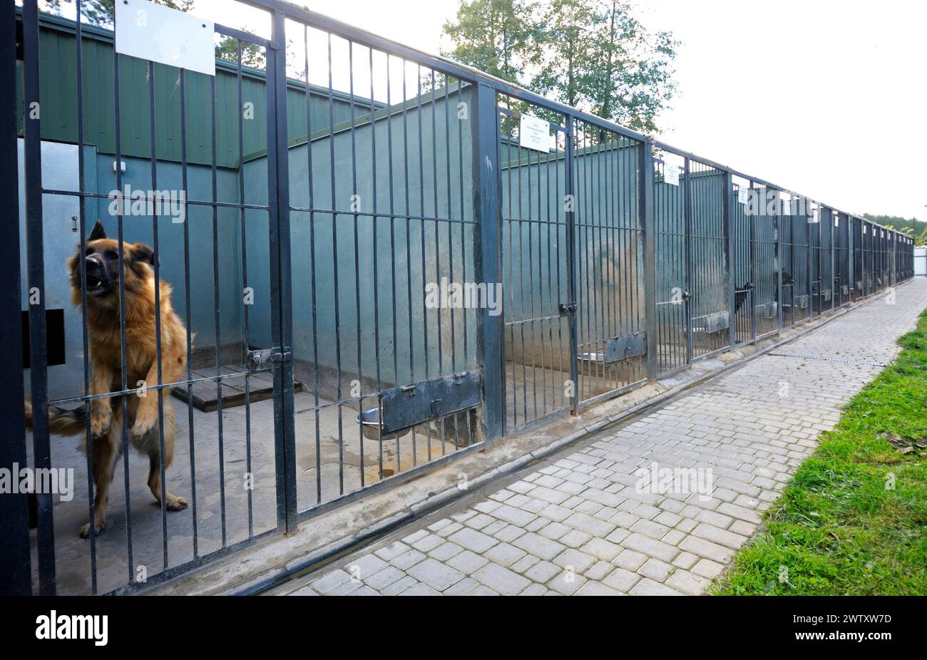 German police german shepherd dogs hi-res stock photography and images ...