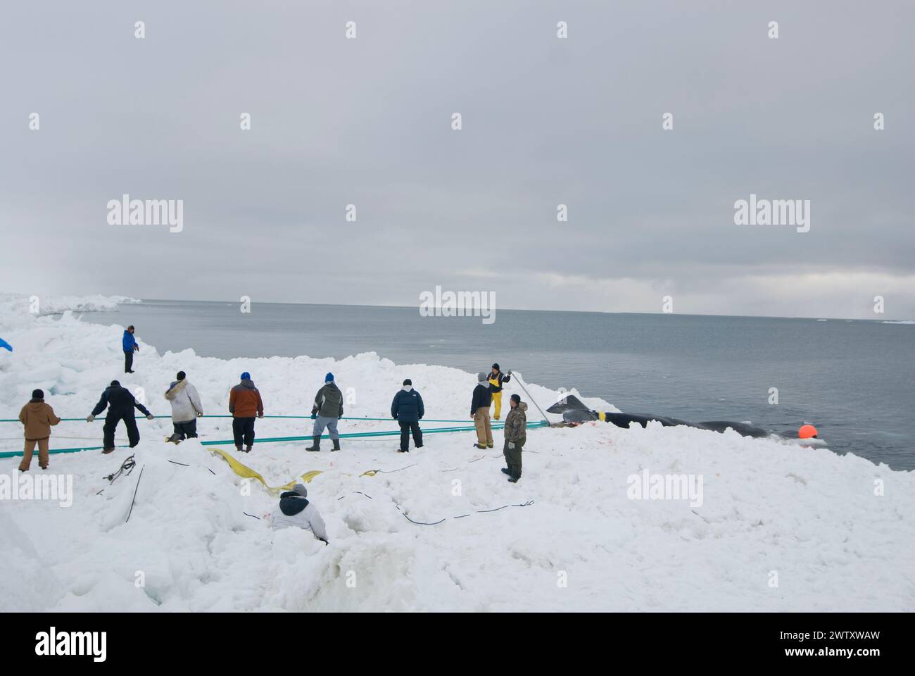 Inupiaq subsistence whalers bowhead whale catch on the pack ice during ...