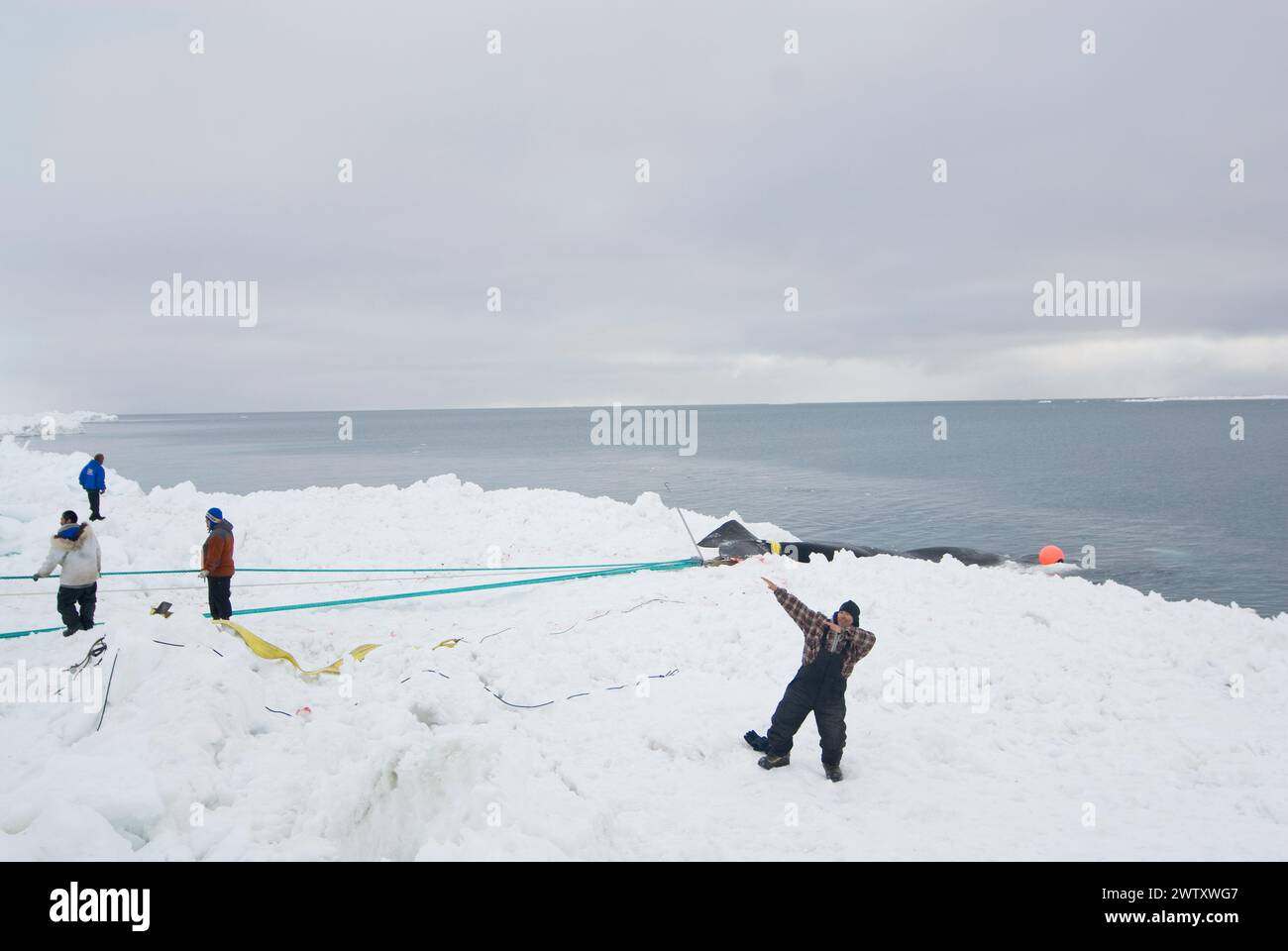 Inupiaq subsistence whalers bowhead whale catch on the pack ice during ...
