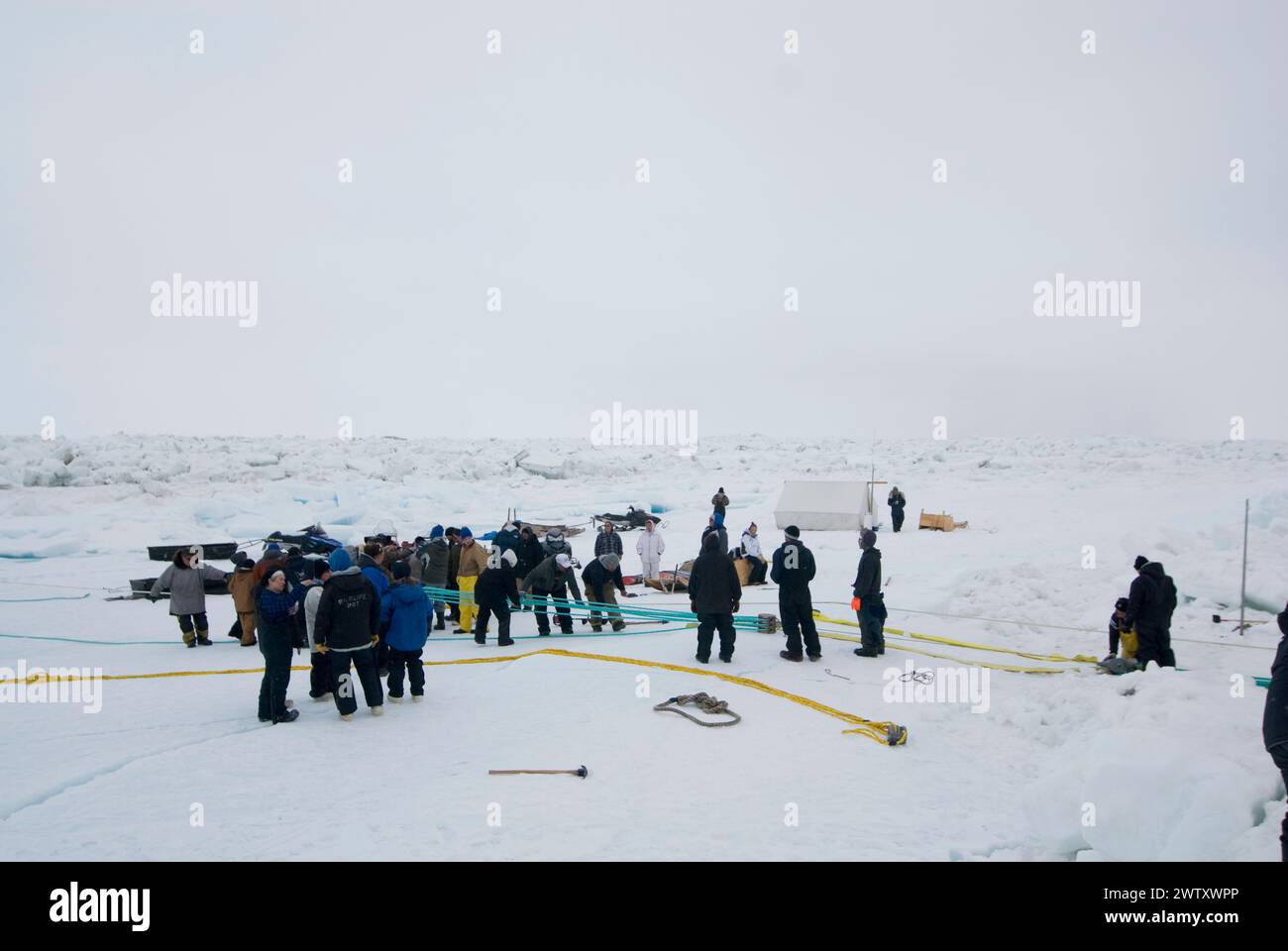 Inupiaq subsistence whalers bowhead whale catch on the pack ice during ...