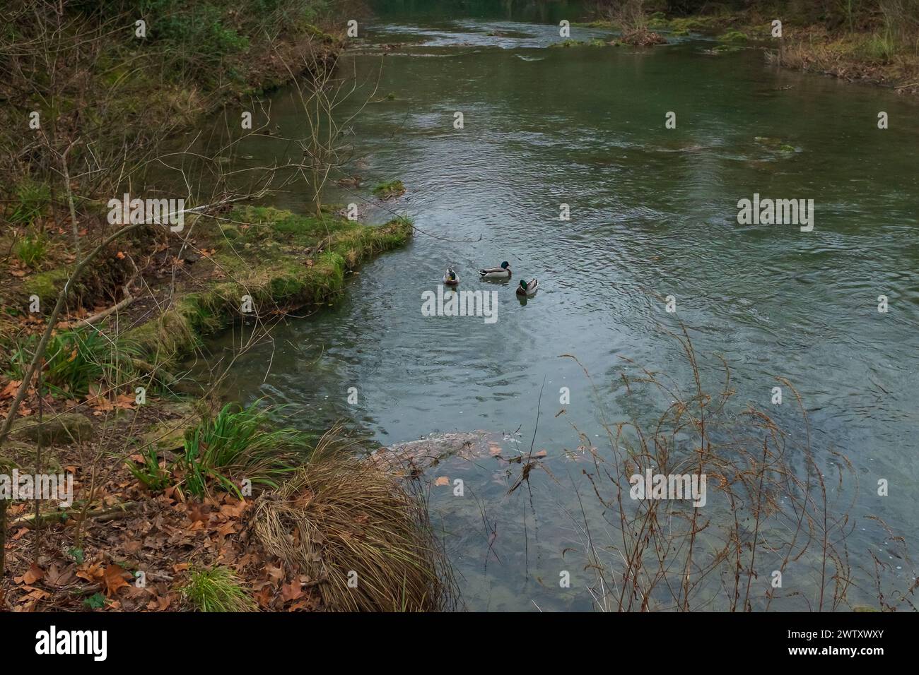 Occitania, France, 2024. A paddling of mallards (Anas platyrhynchos ...