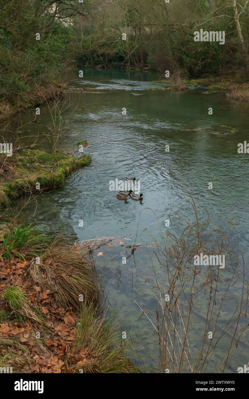 Anas platyrhynchos 2024 hi-res stock photography and images - Alamy