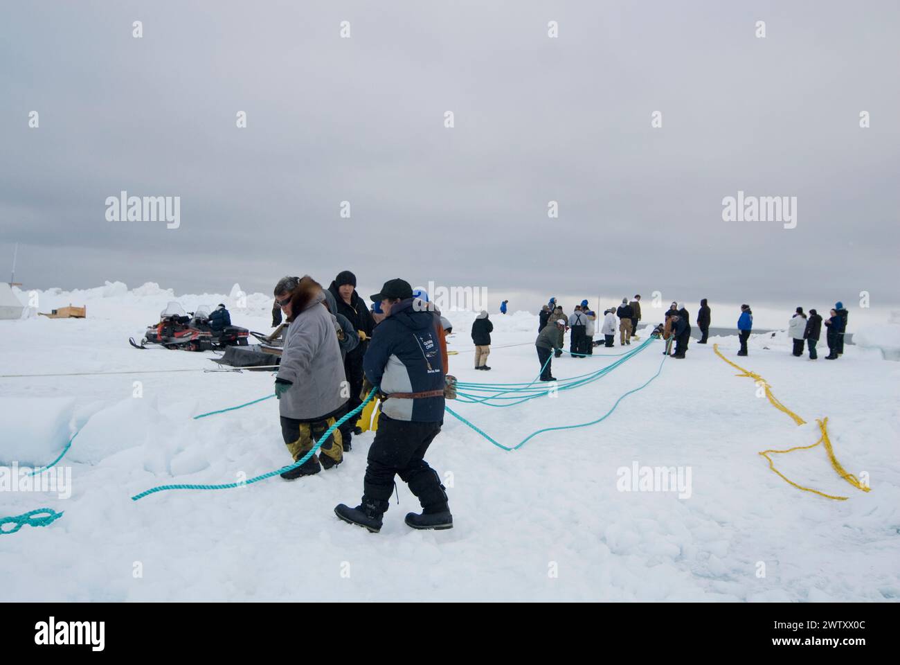 Inupiaq subsistence whalers bowhead whale catch on the pack ice during ...