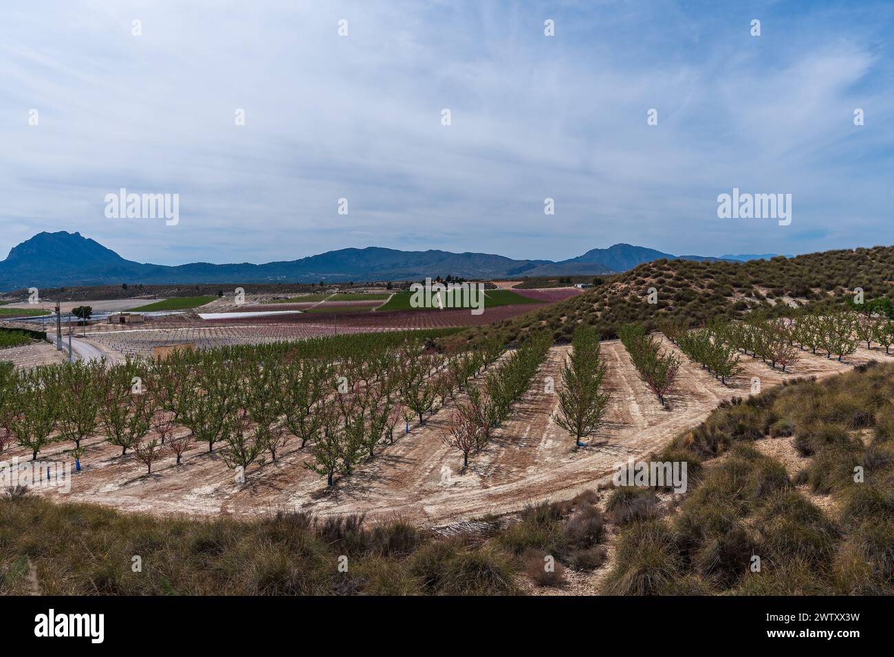 Trees and sand hi-res stock photography and images - Alamy