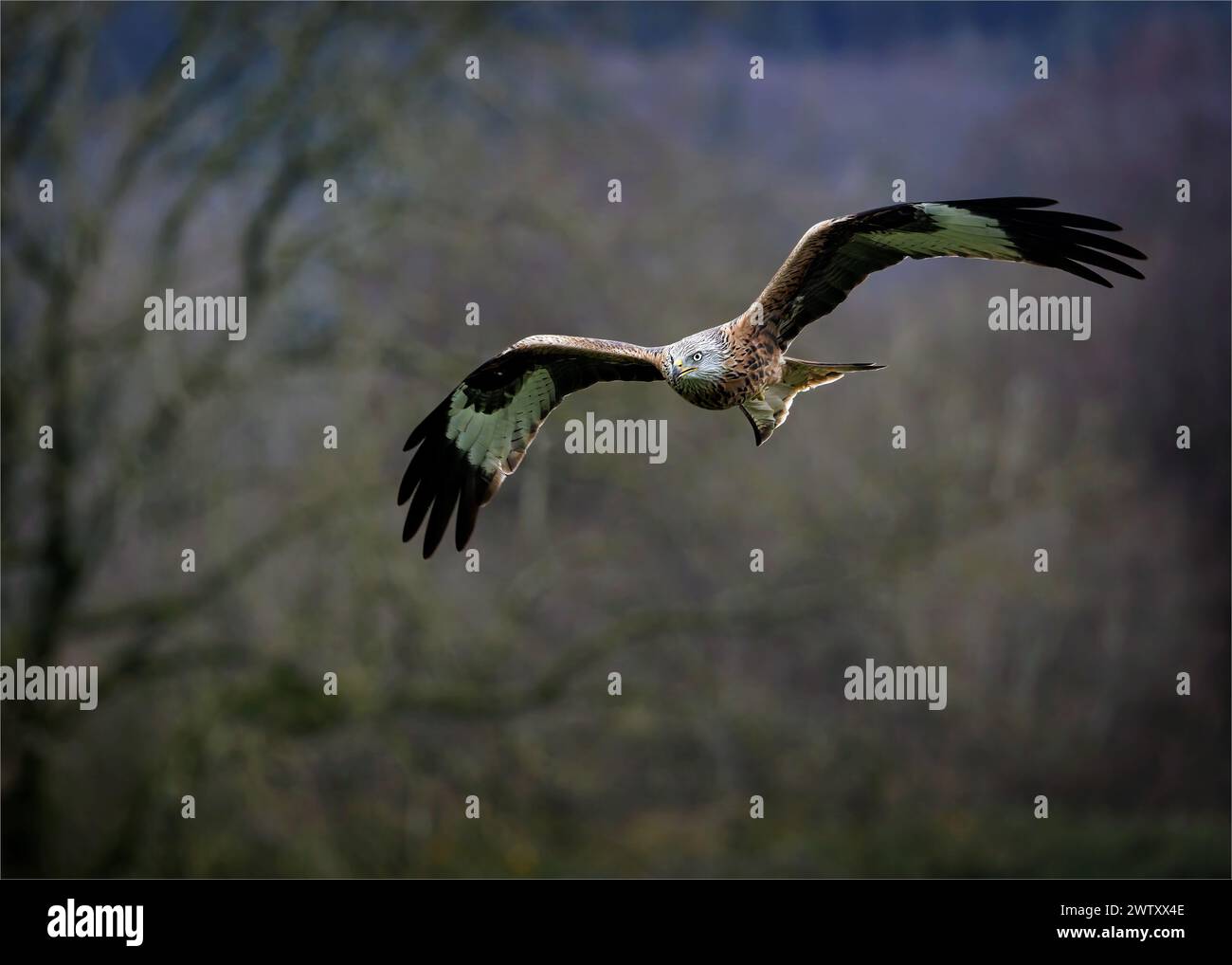 Red KIte in Flight Stock Photo - Alamy