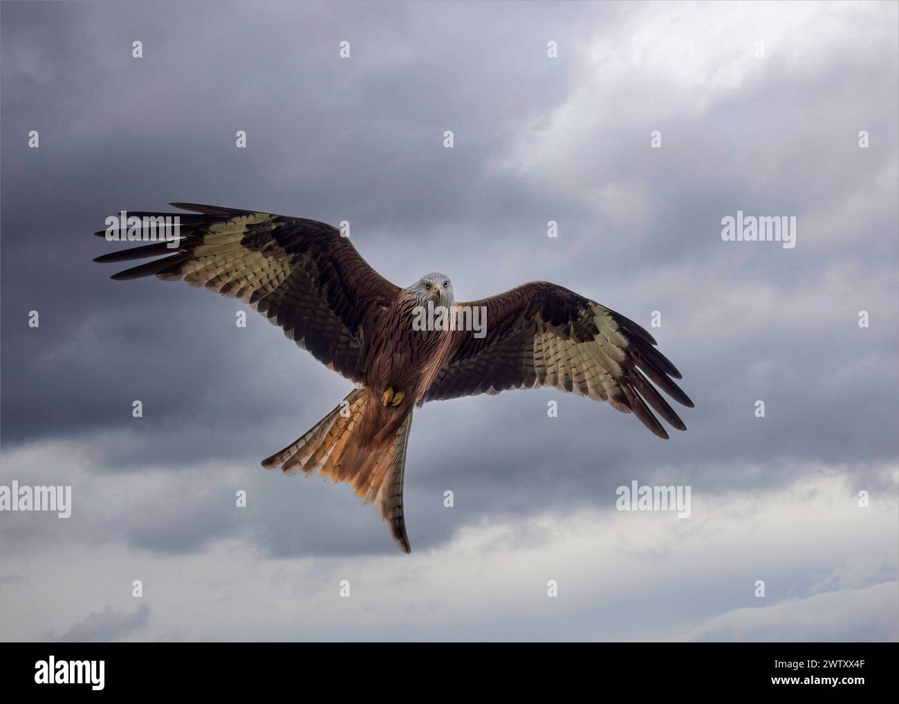 Red KIte in Flight Stock Photo - Alamy