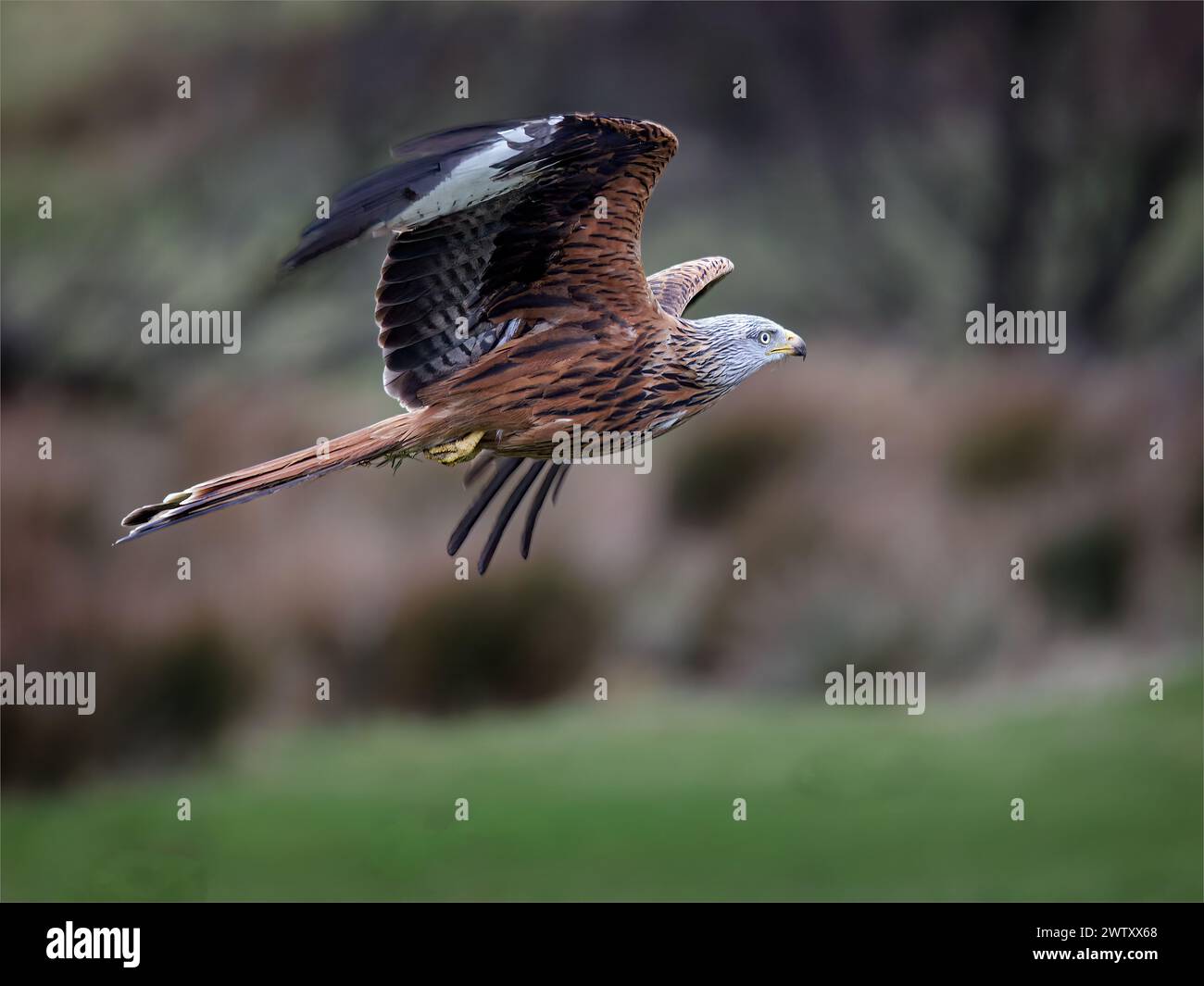 Red KIte in Flight Stock Photo - Alamy