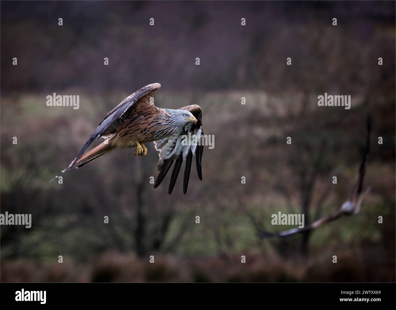 Red KIte in Flight Stock Photo - Alamy