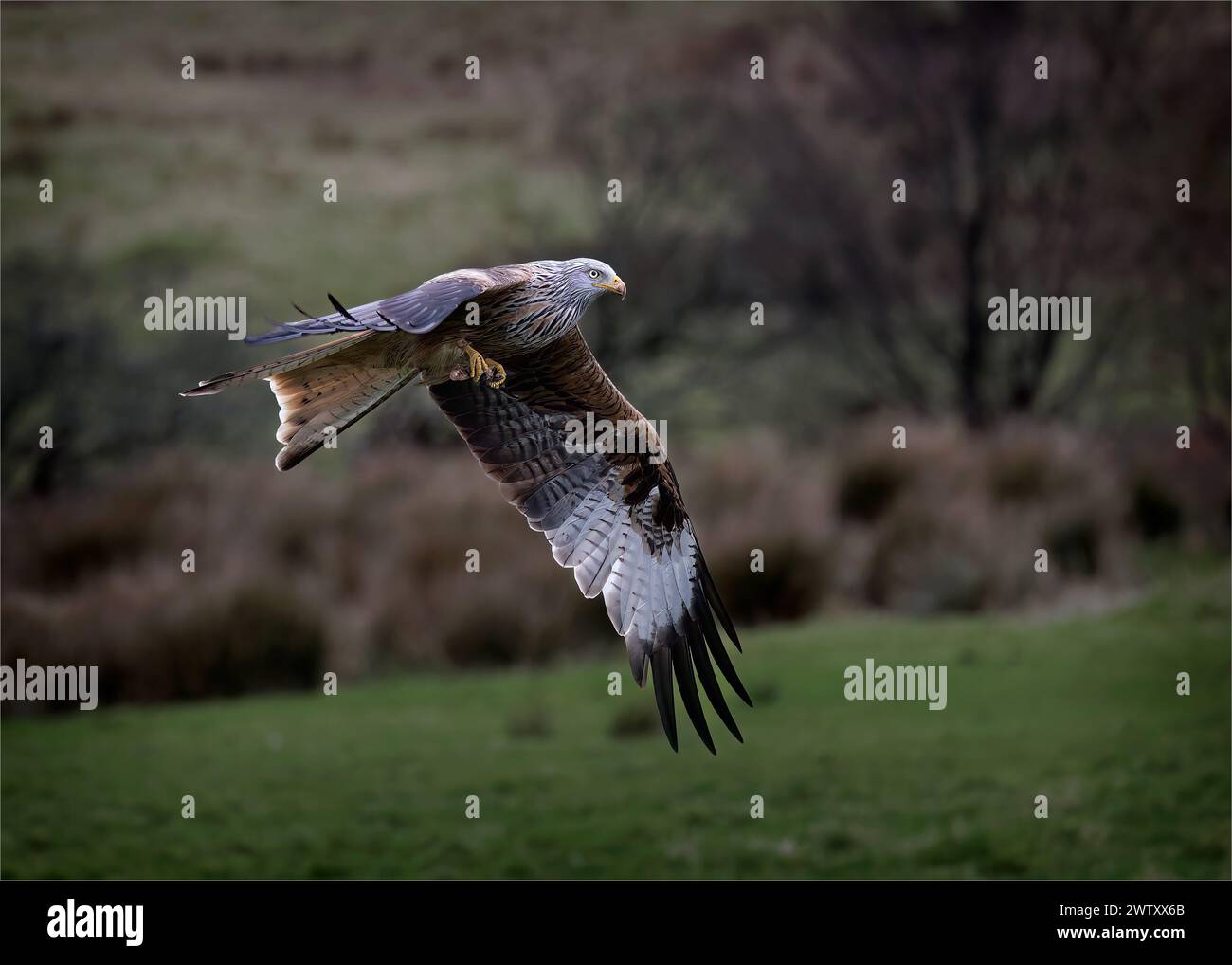 Red KIte in Flight Stock Photo - Alamy