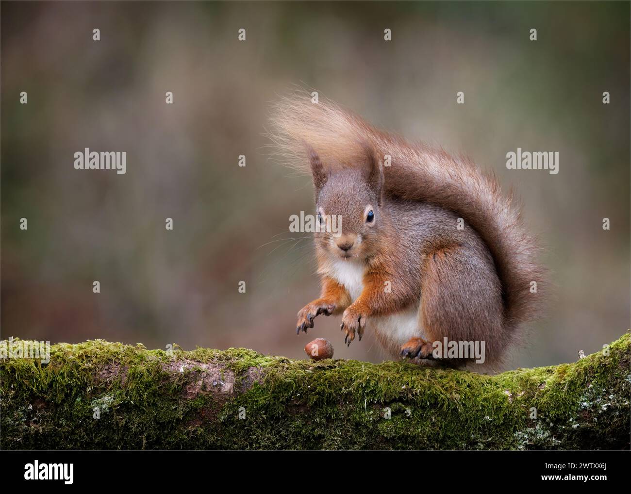 Red Squirrel on Mossy Tree Branch Stock Photo - Alamy