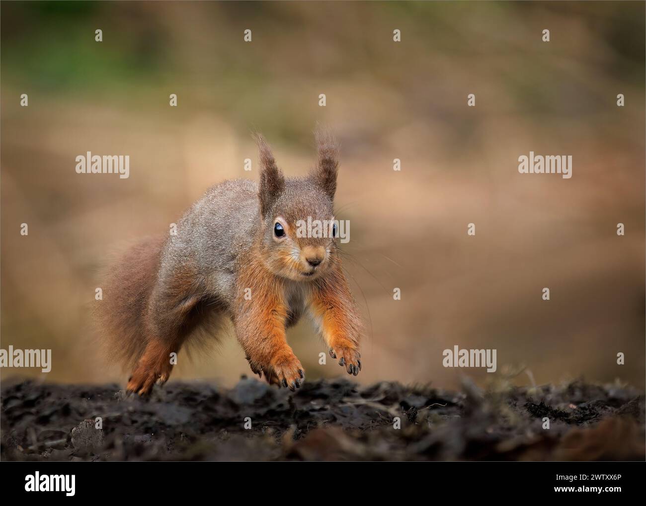 Red Squirrel Running on Forest Floor Stock Photo - Alamy