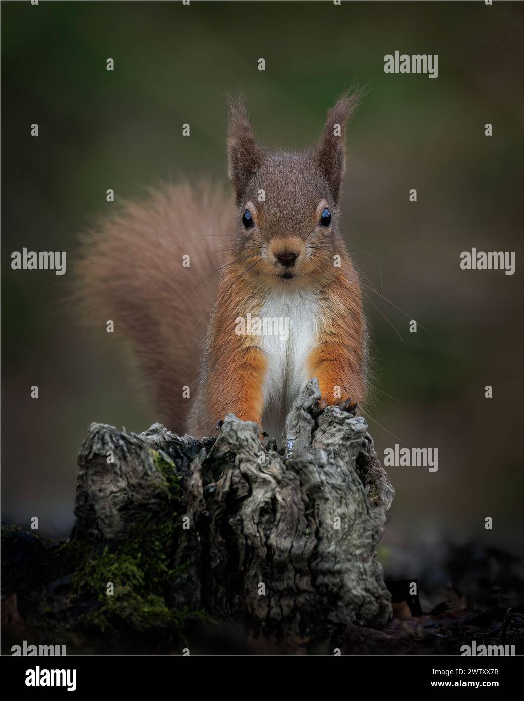 Red Squirrel Stare Stock Photo - Alamy