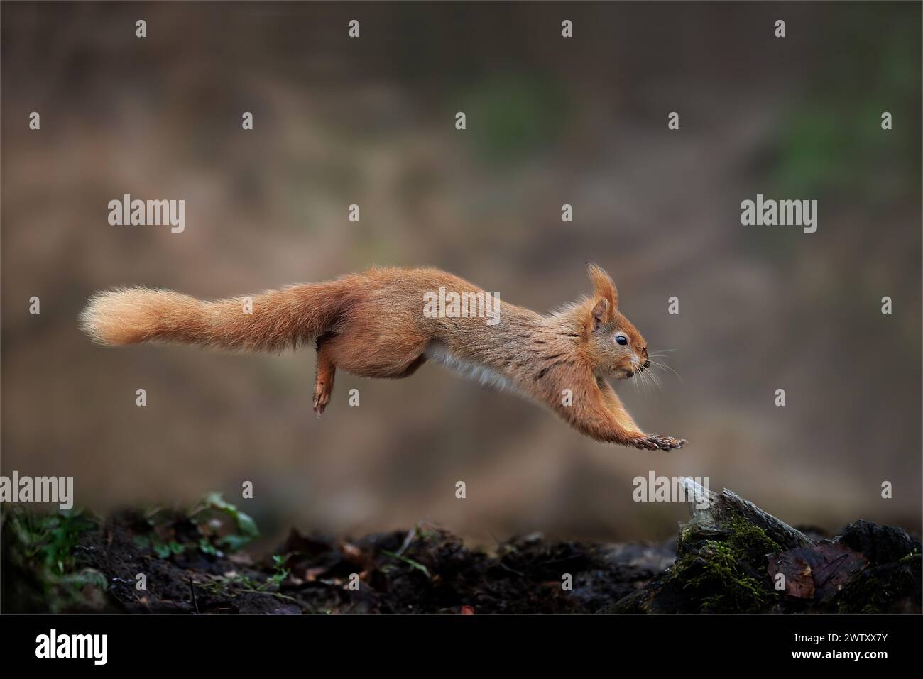Red squirrel scotland leap hi-res stock photography and images - Alamy