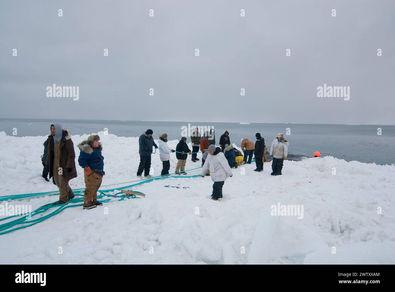Inupiaq subsistence whalers bowhead whale catch on the pack ice during ...