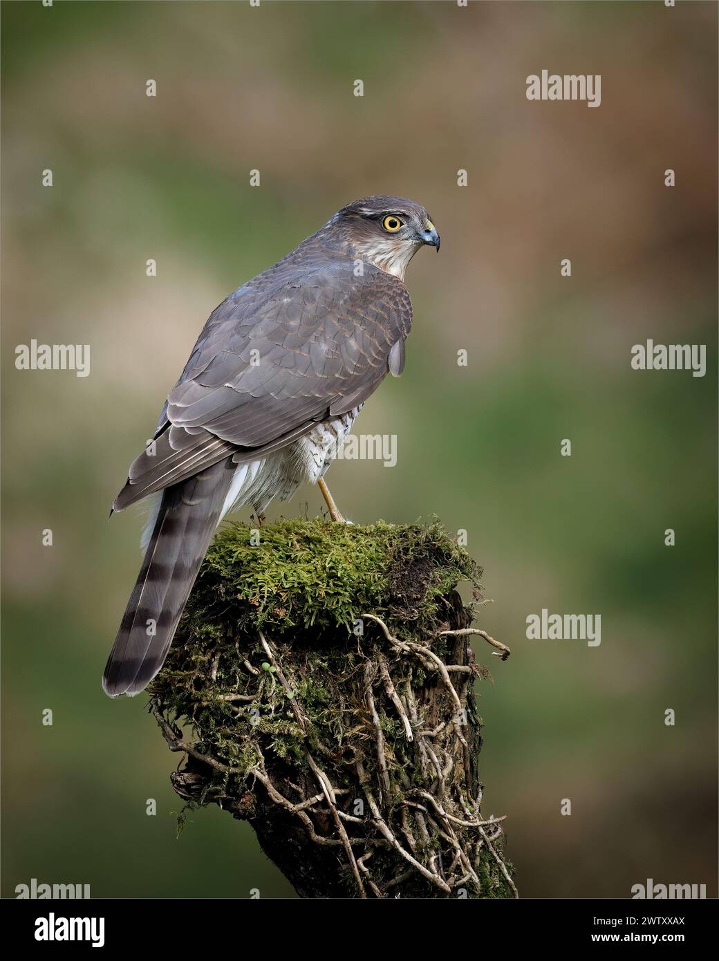 British sparrowhawk hi-res stock photography and images - Alamy