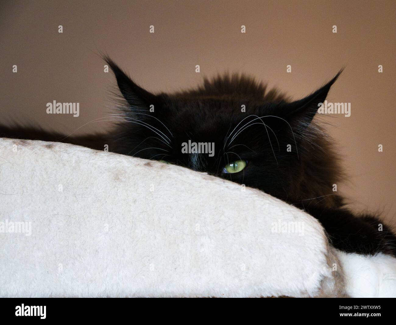 Hanging off the bed hi-res stock photography and images - Alamy