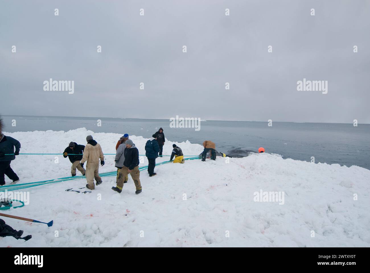 Inupiaq subsistence whalers bowhead whale catch on the pack ice during ...
