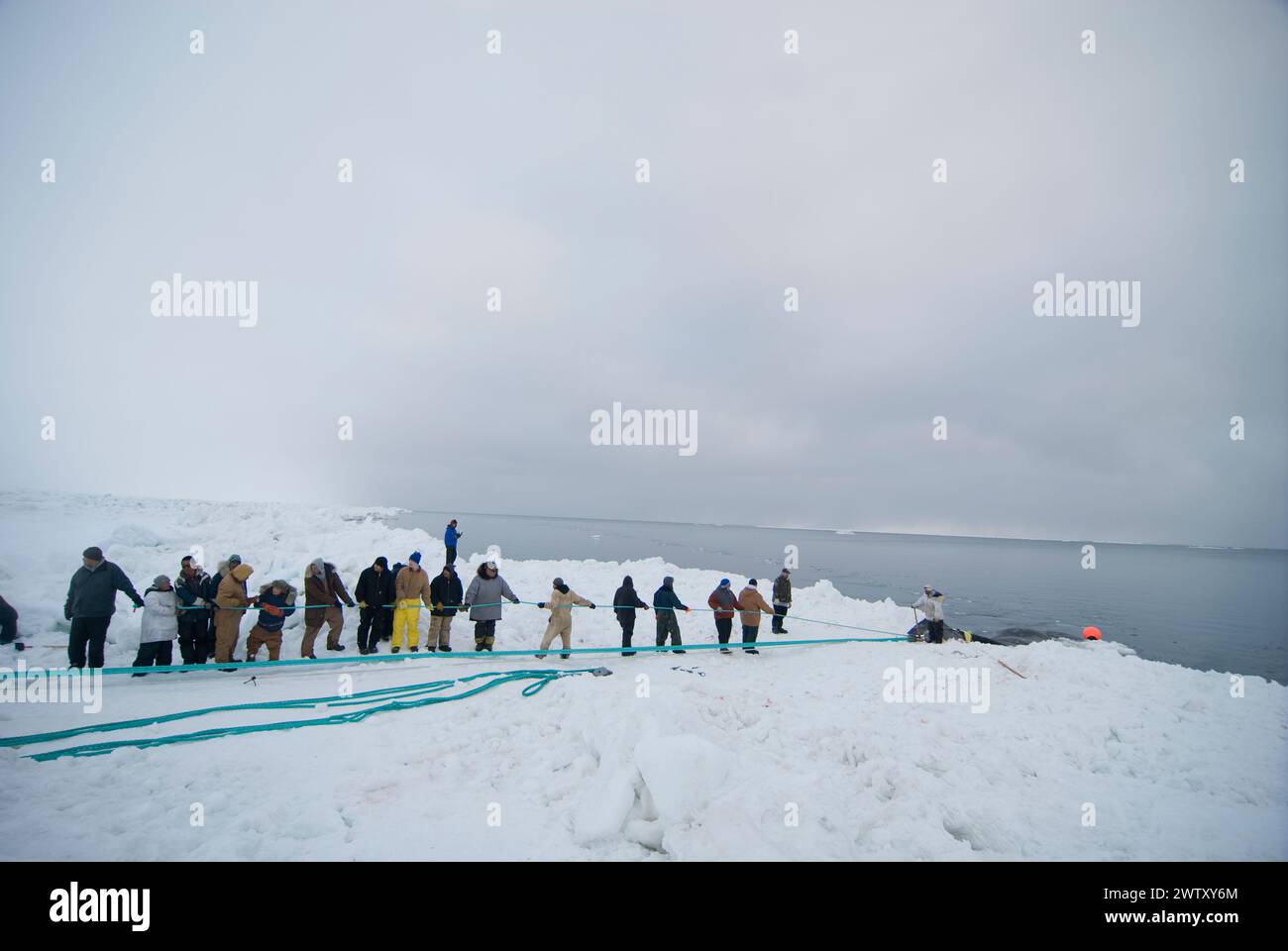 Inupiaq subsistence whalers bowhead whale catch on the pack ice during ...