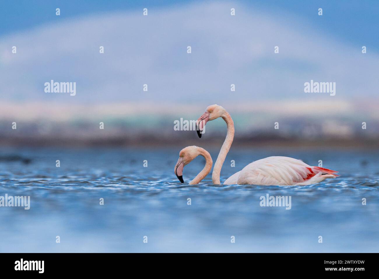 Two flamingos in water forming a heart shape Stock Photo - Alamy