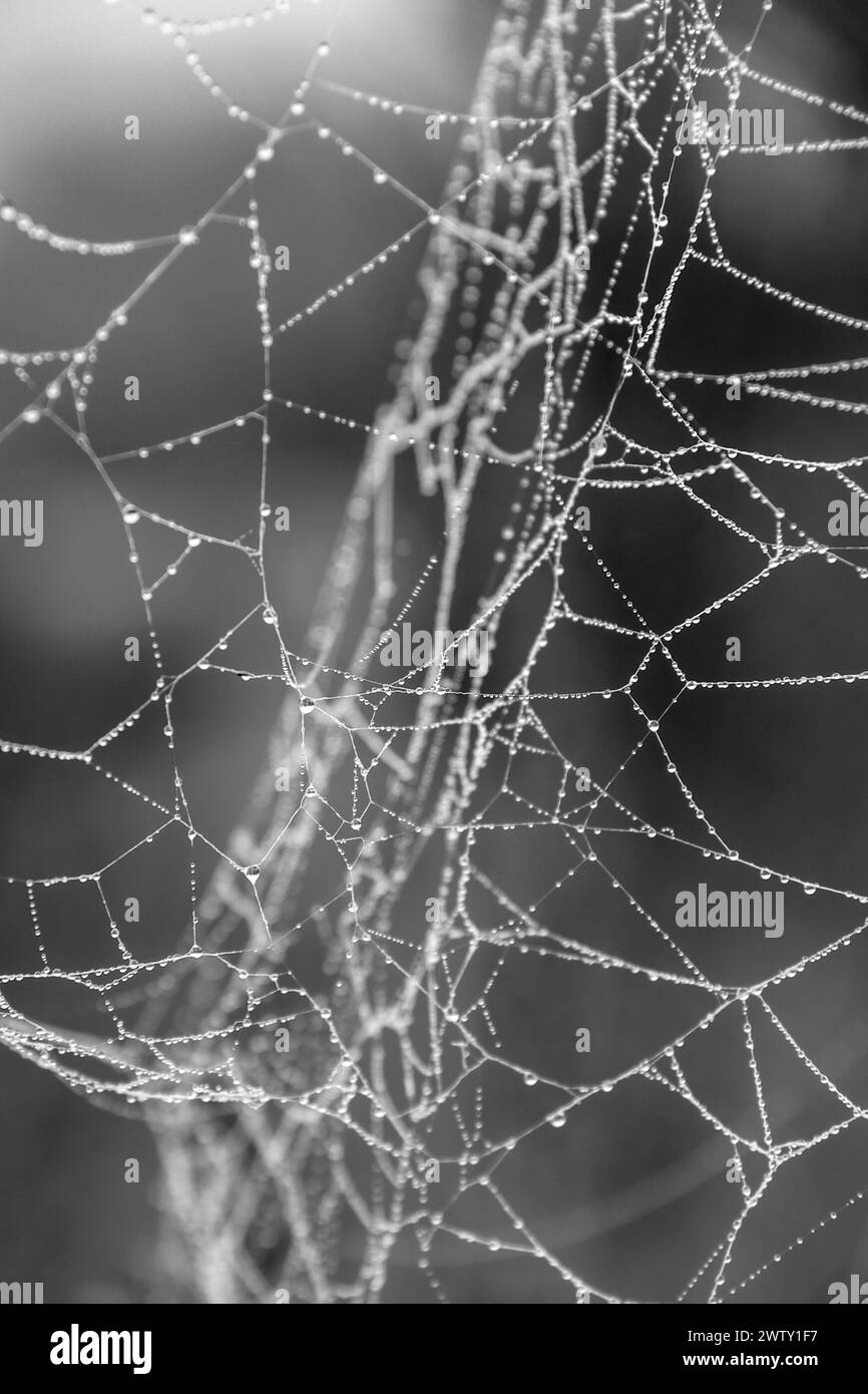 Spider web texture with dew drops in the forest Stock Photo - Alamy