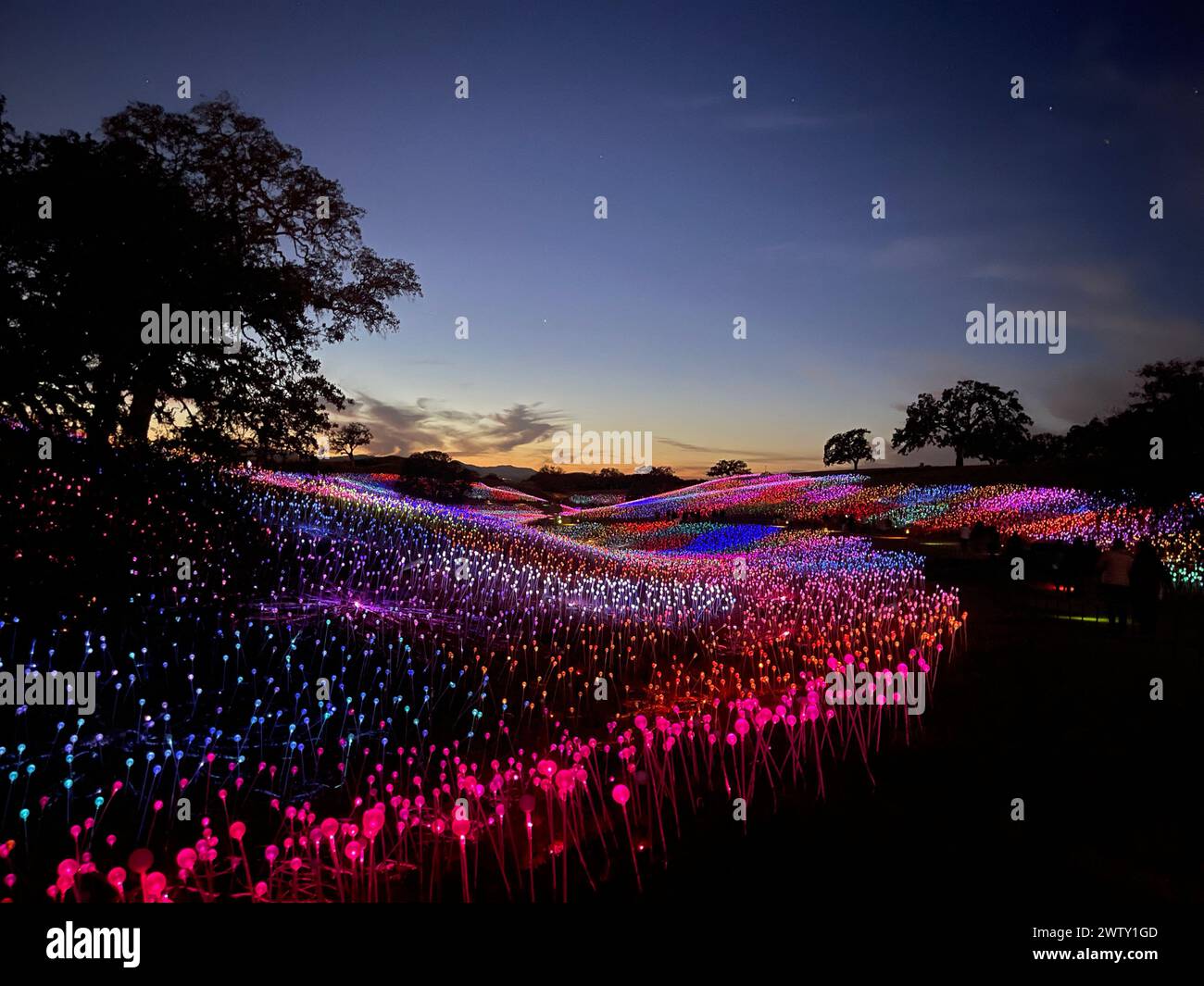 Paso Robles, United States. 23rd Oct, 2023. Sensorio art display is an ...