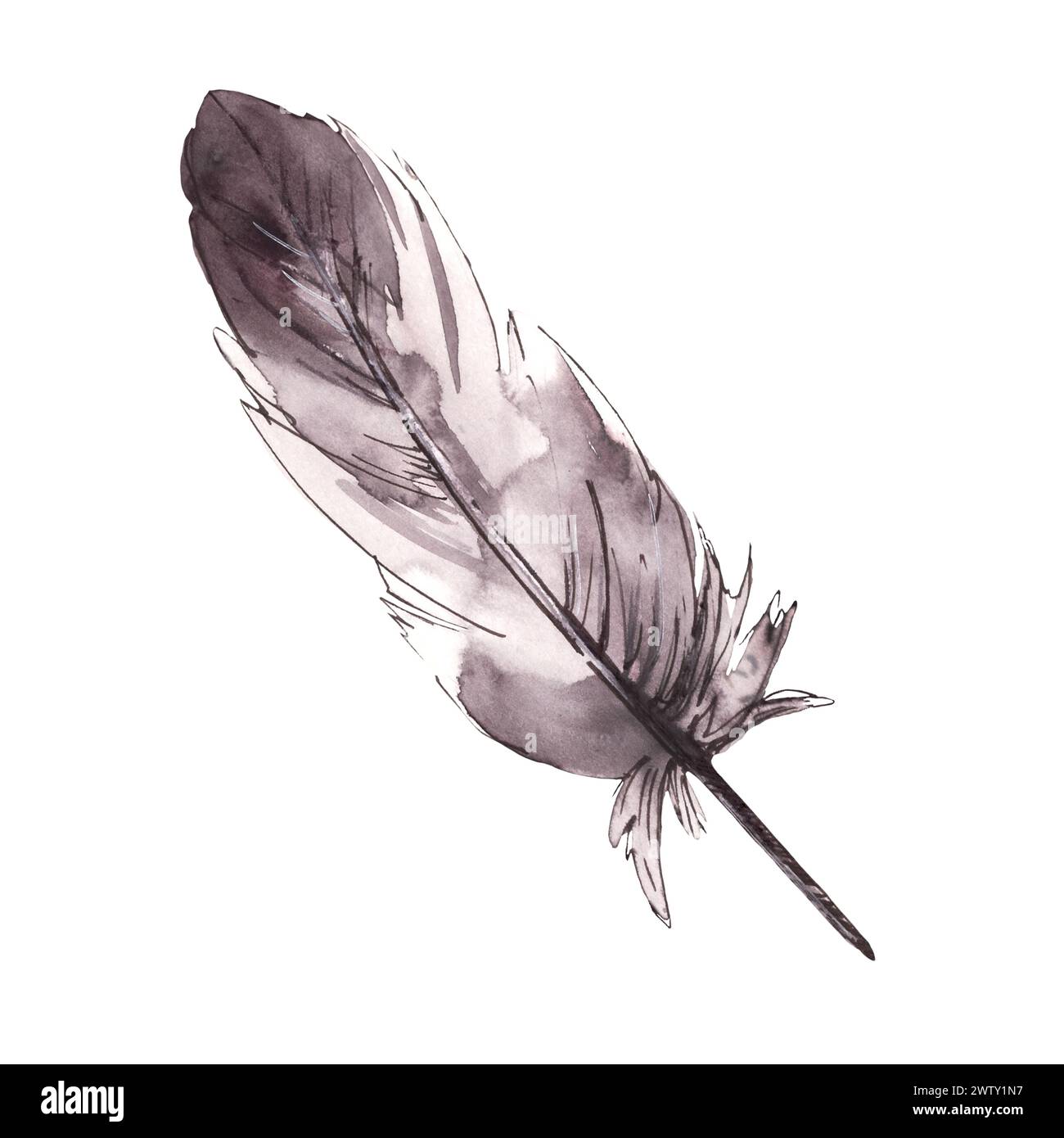 Monochrome black grey bird feather with ink graphic line, hand drawing ...