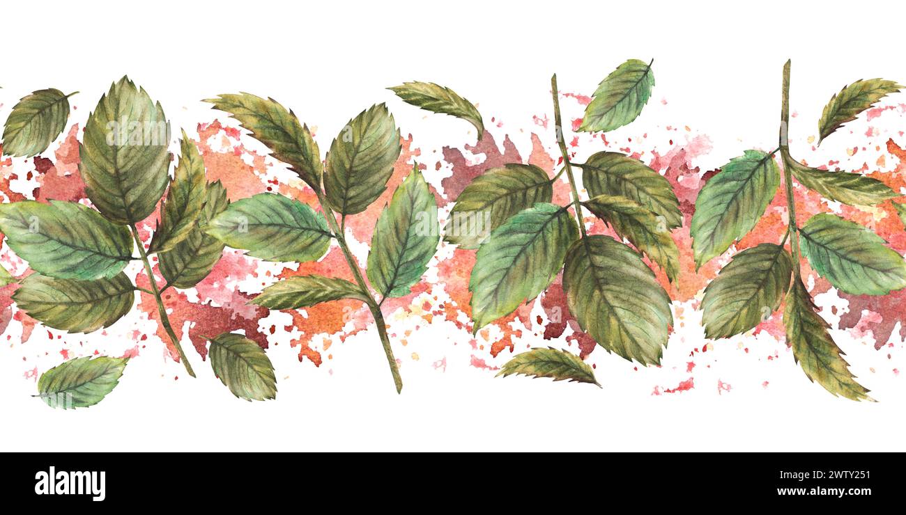 Roses lief or rose hip, briar, brier or dog rose green leaves seamless ...