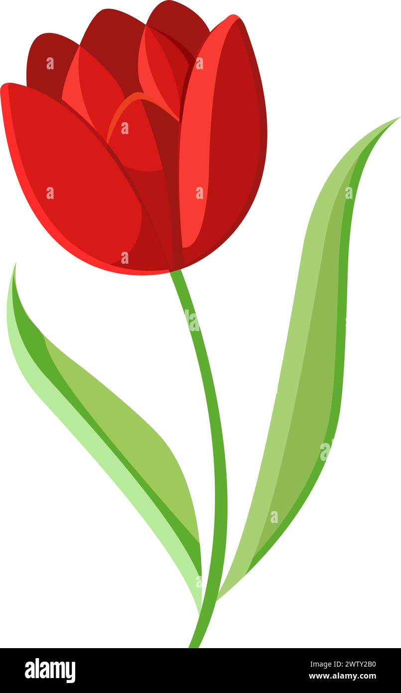 Tulip flower isolated. Flat vector illustration Stock Vector Image ...