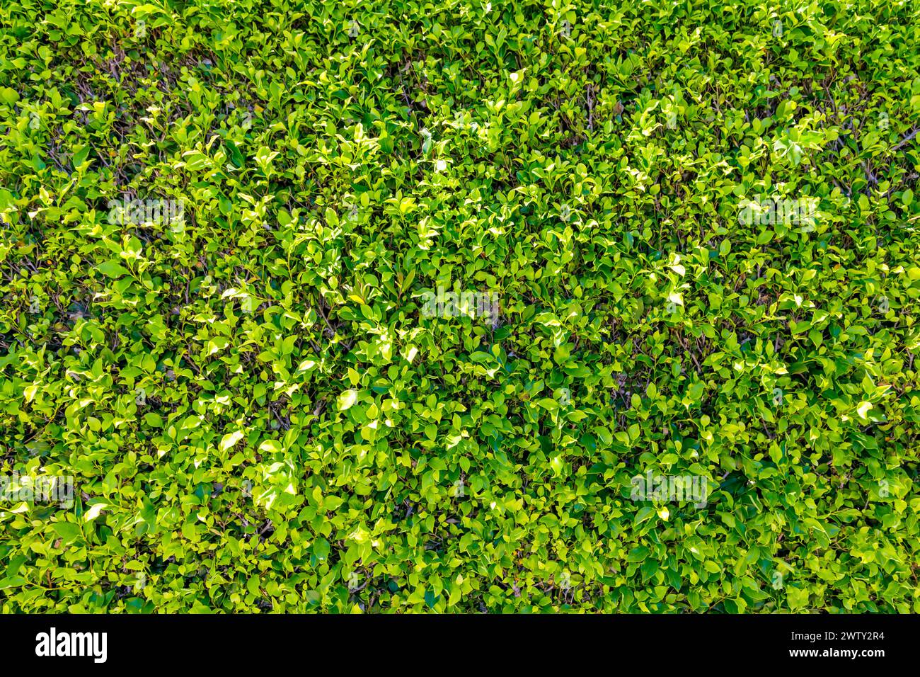 Green leaf wall texture background. Nature view of green plants ...