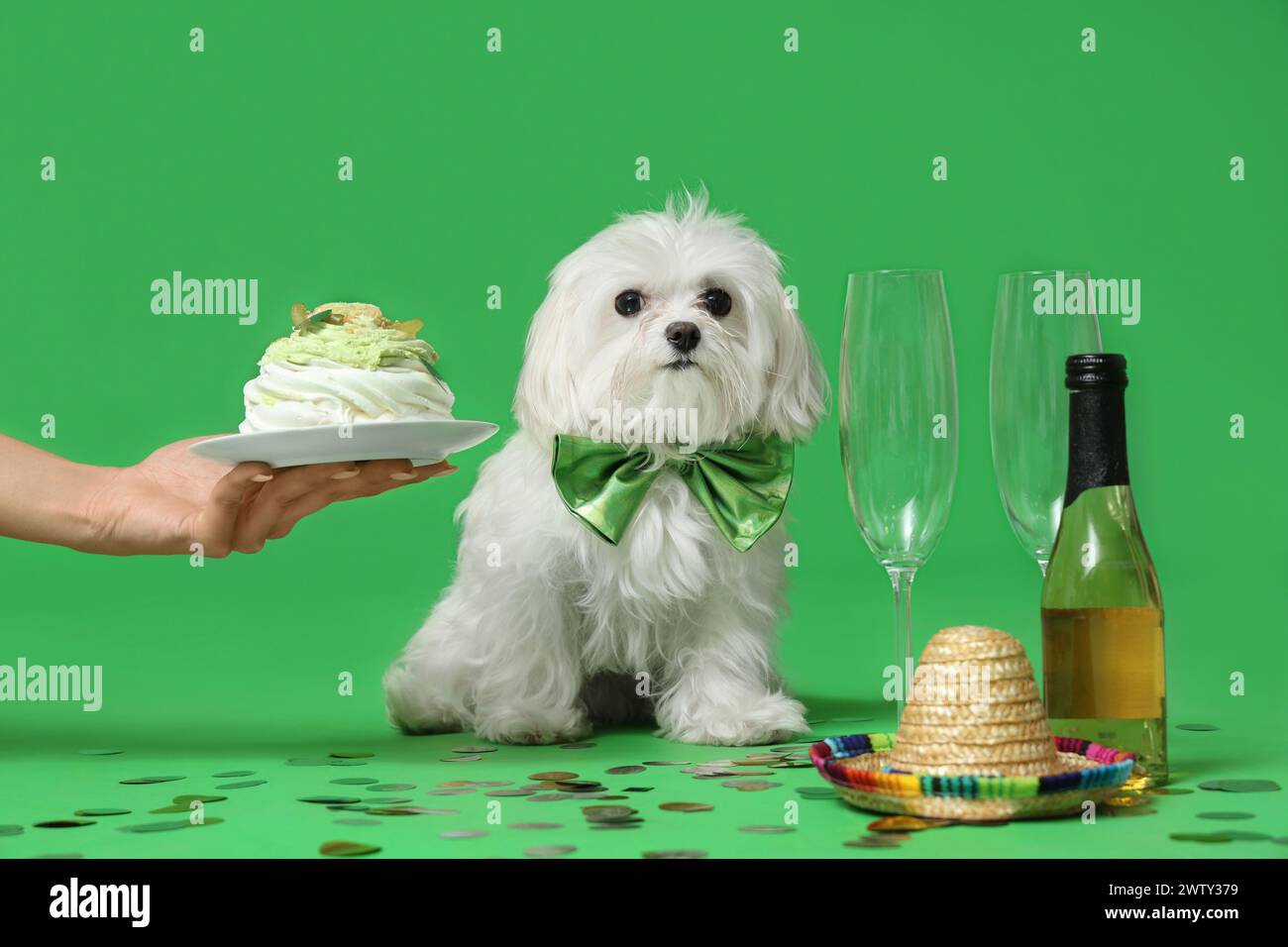Female hand giving cake to funny Bolognese dog with champagne at ...