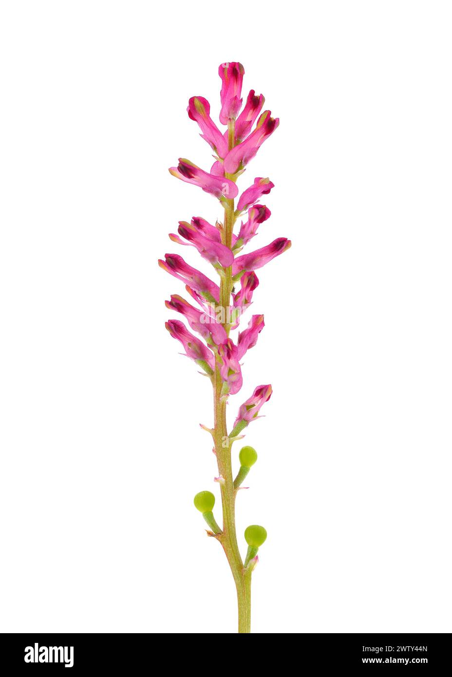 Dense-flowered fumitory flower isolated on white background, Fumaria ...