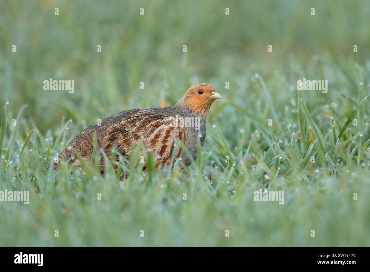 Grey Partridge ( Perdix perdix ) in spring, early in the morning ...
