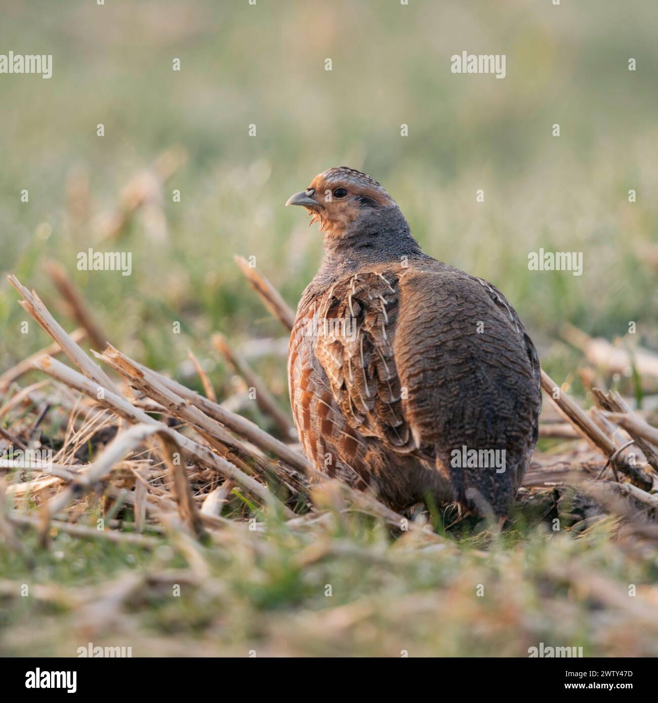 Intensive view hi-res stock photography and images - Alamy