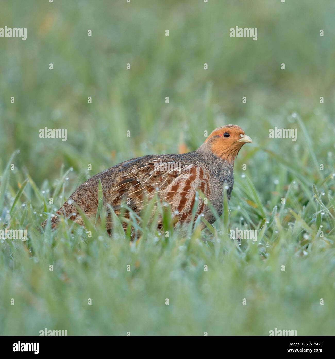Grey Partridge ( Perdix perdix ) in spring, early in the morning ...