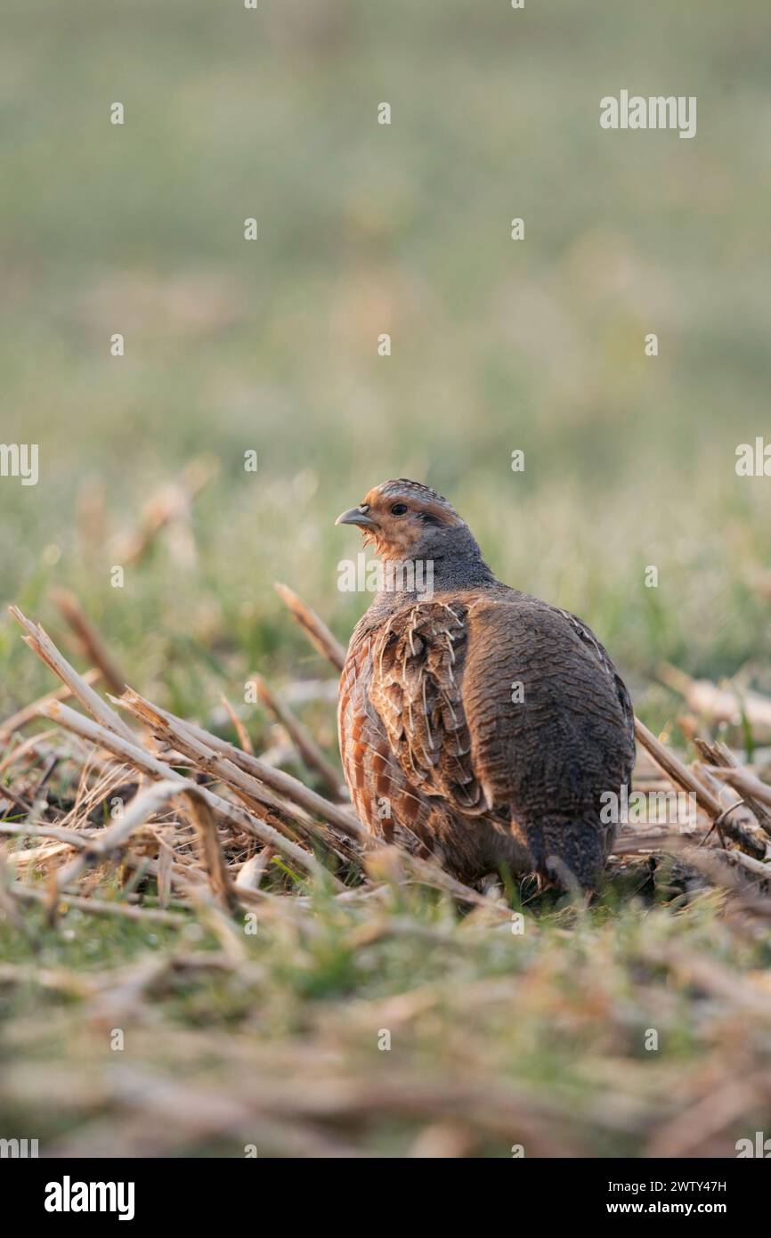 Grey Partridge ( Perdix perdix ), adult male in early morning light ...