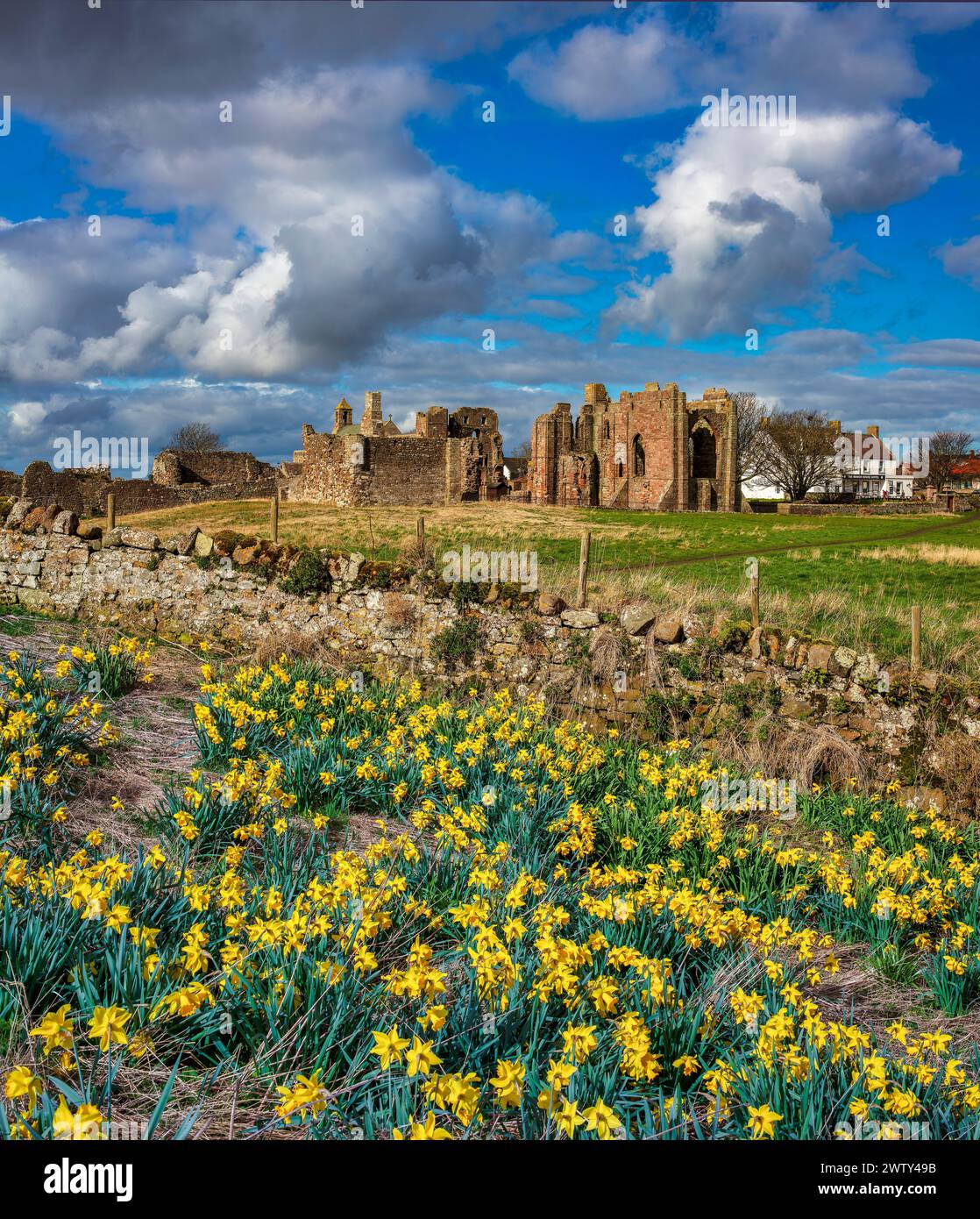 View in Spring with daffodils in the foreground of Lindisfarne Priory ...