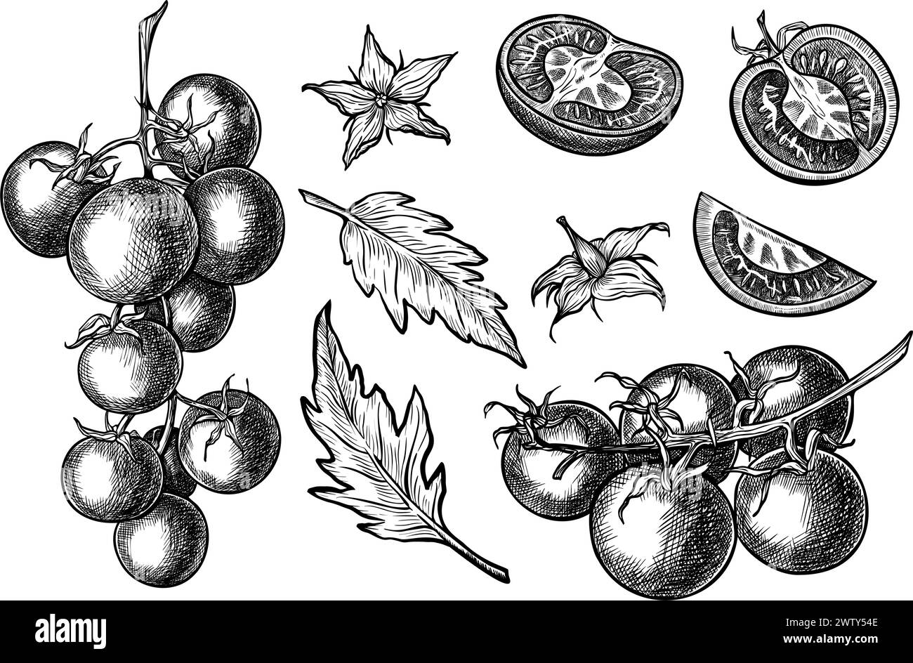 Vegetables flowers Black and White Stock Photos & Images - Alamy