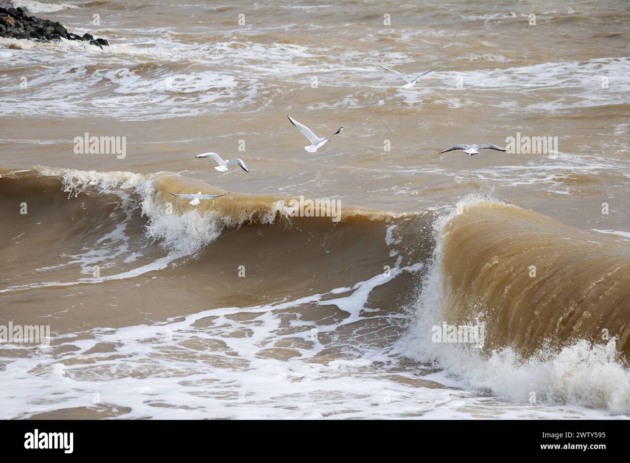 Seagulls fly over waves hi-res stock photography and images - Alamy