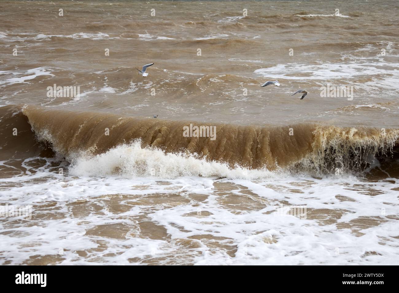 Wave seagulls stormy sea hi-res stock photography and images - Alamy
