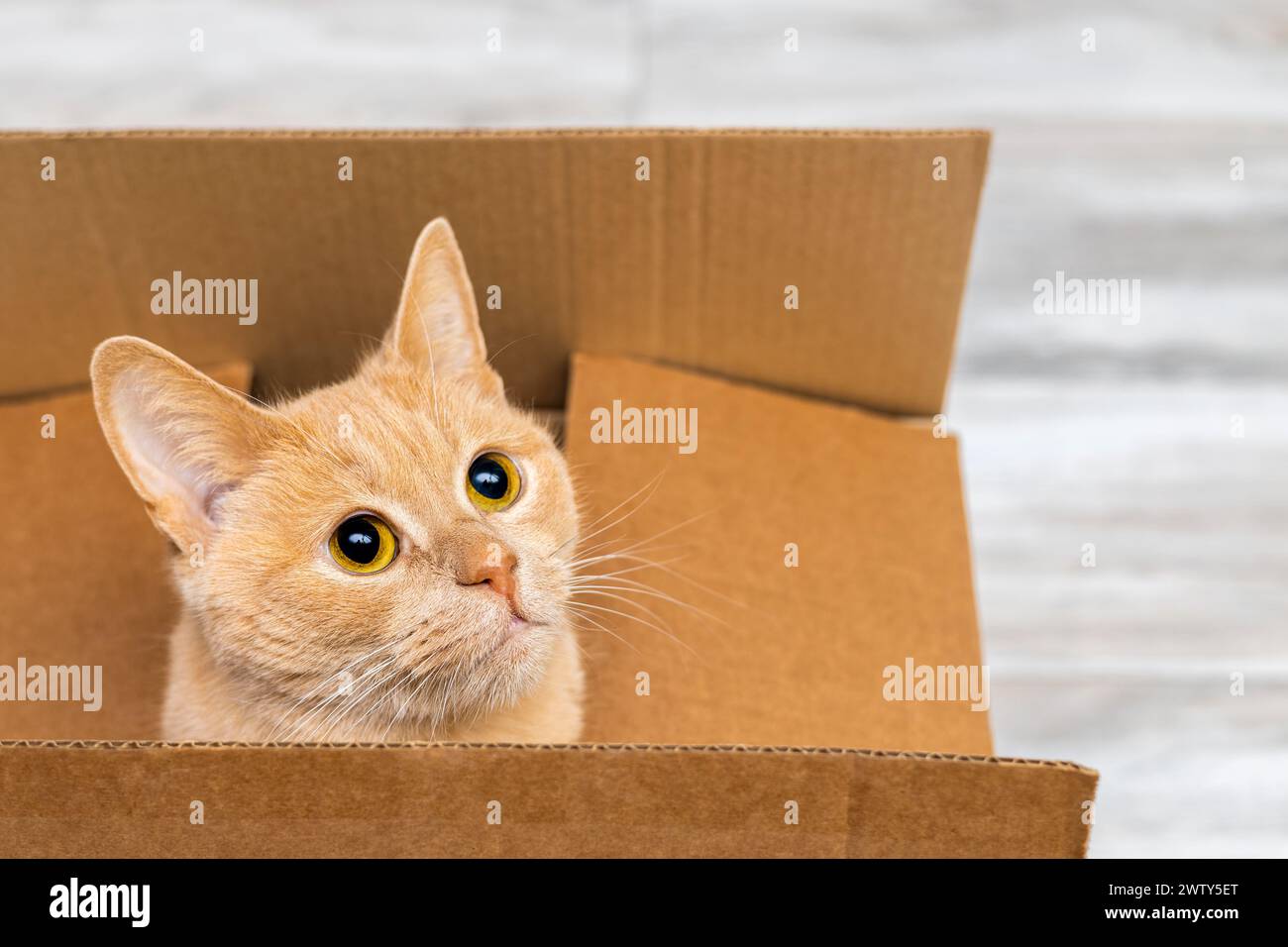 a fawn cat peeks out of a cardboard box. red cat in a box Stock Photo ...