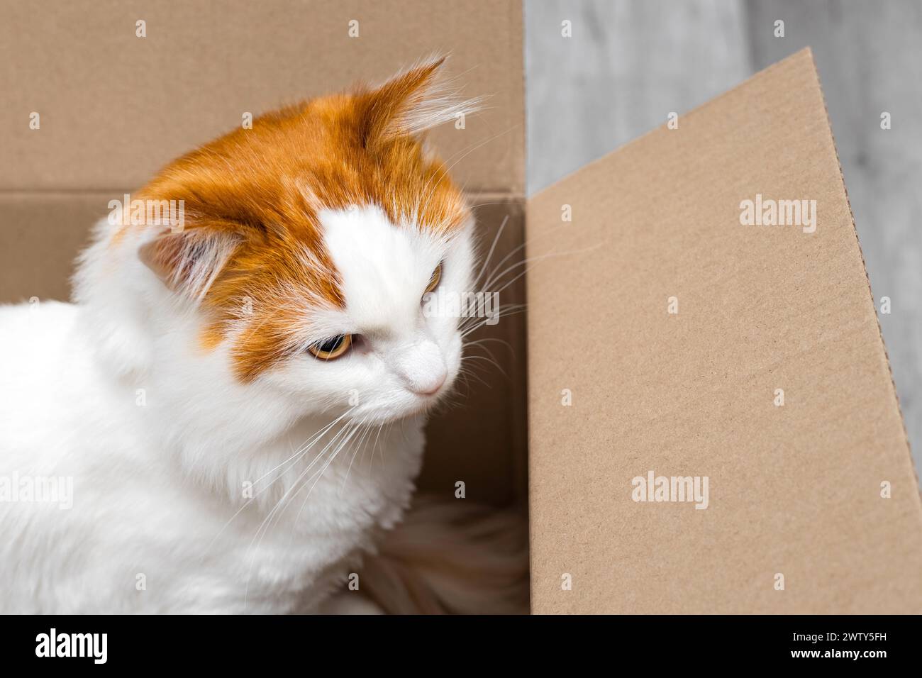 beautiful cat sitting in a cardboard box. white cat in a box. white cat ...