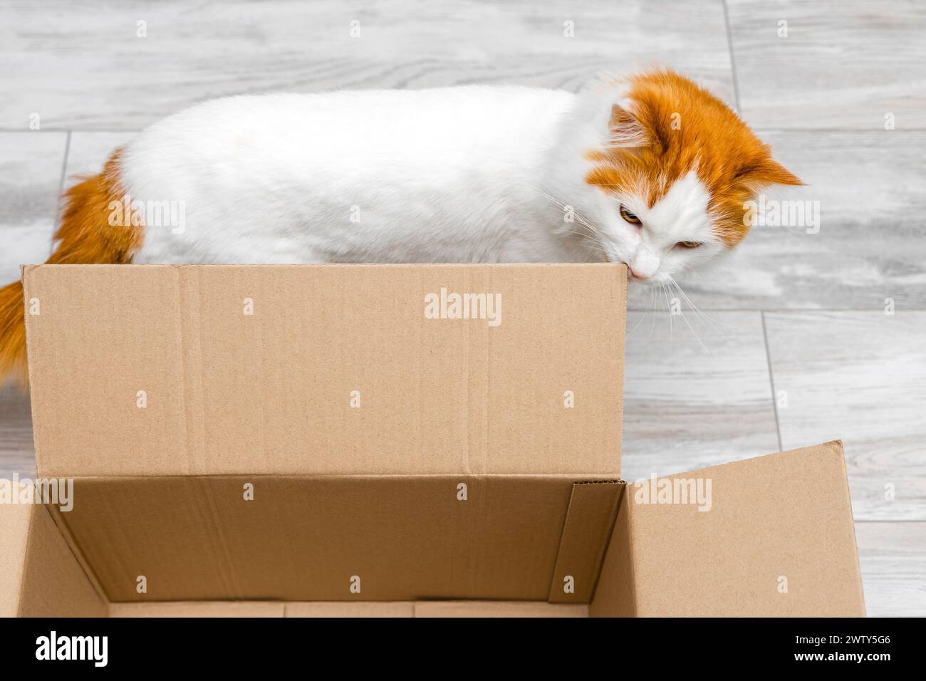 white cat sniffs an empty cardboard box. cat box. cats love to hide in ...
