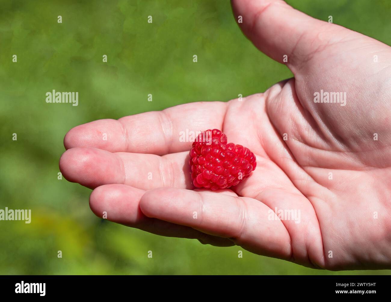a person holding out their hands and raspberries in the palm Stock ...