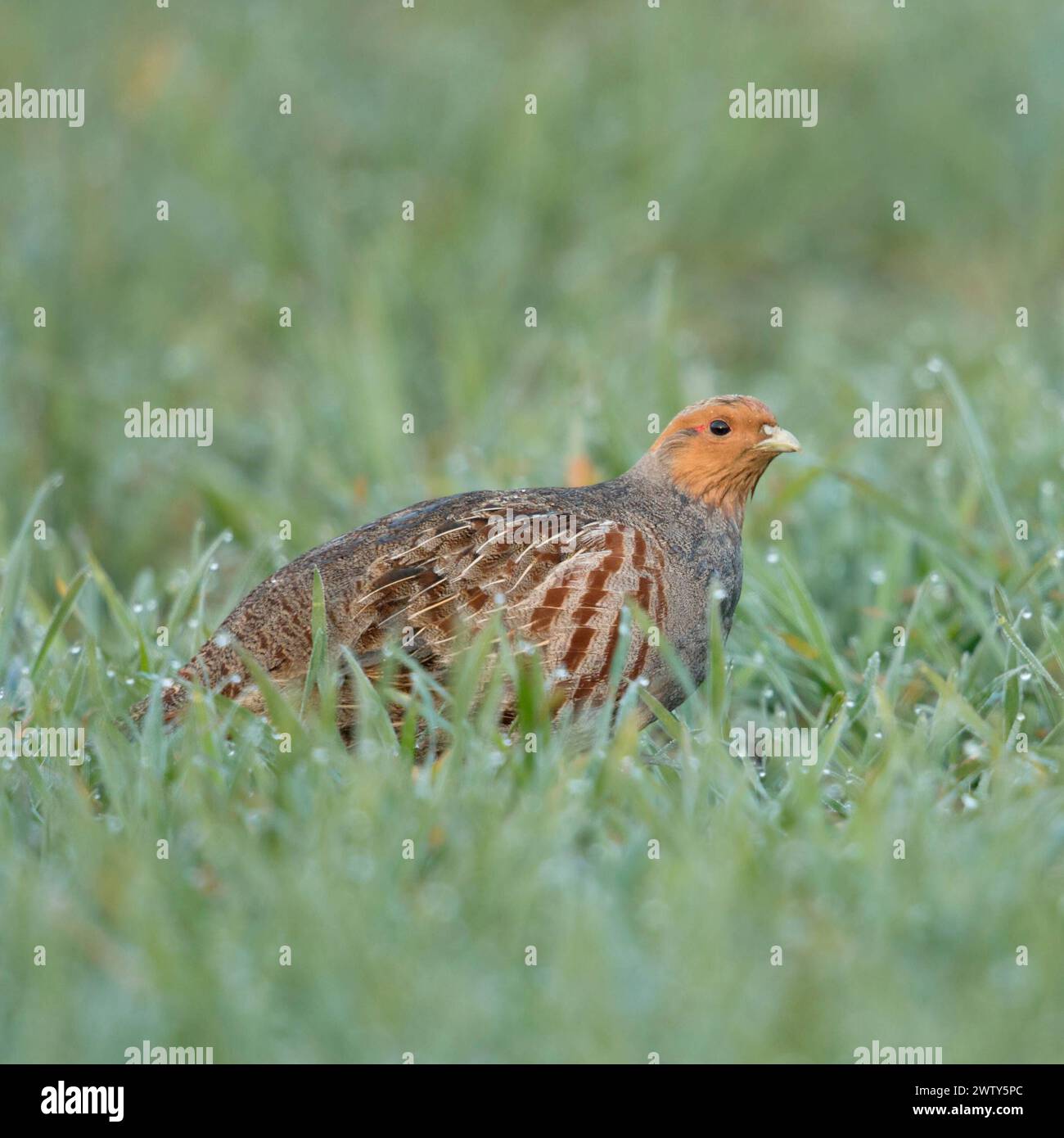 Taunasses hi-res stock photography and images - Alamy