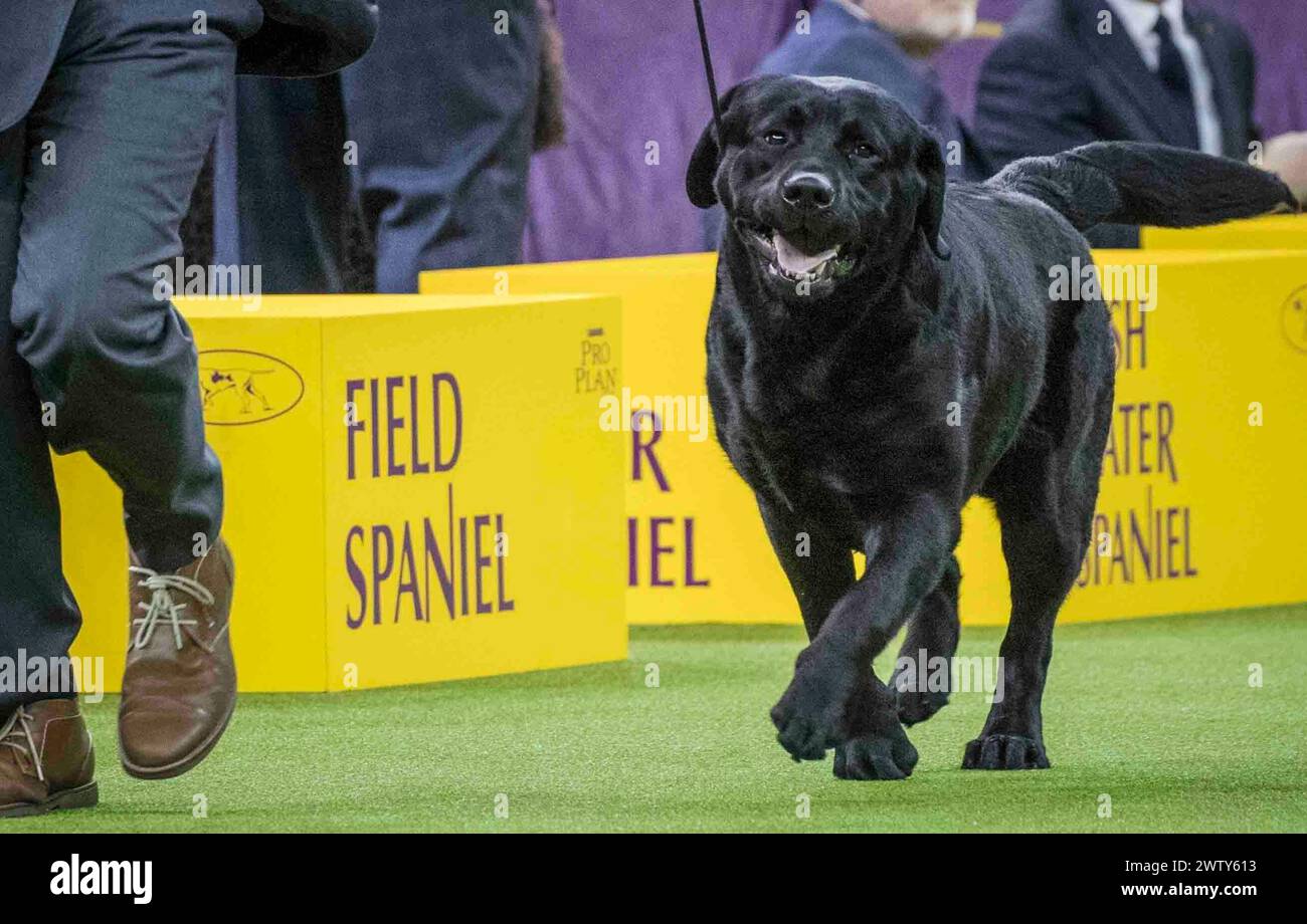 FILE - Memo, a Labrador retriever, competes in the sporting group ...